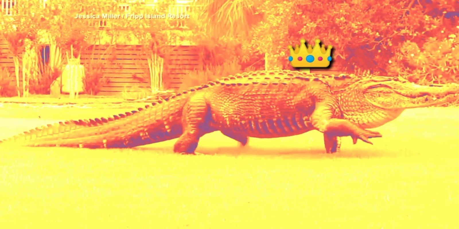 Crocodile Isle ... | Events