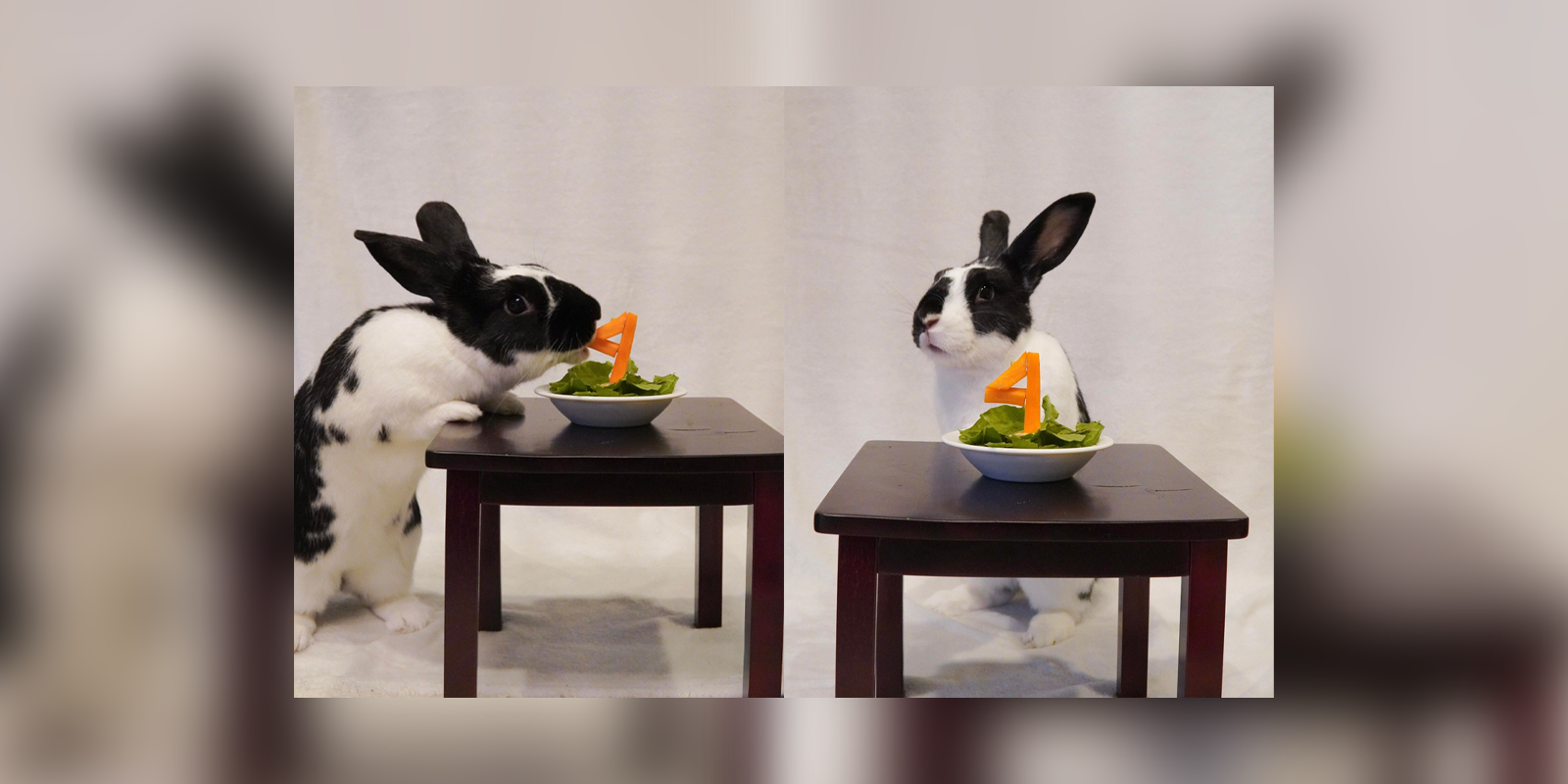 Oreo's Birthday... | Events